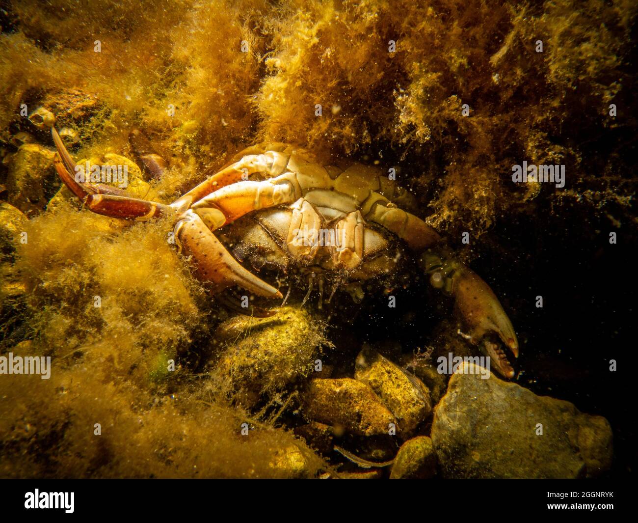 Diving crab hi-res stock photography and images - Alamy