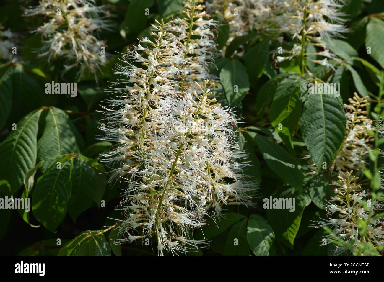 Dwarf chestnut tree hi-res stock photography and images - Alamy