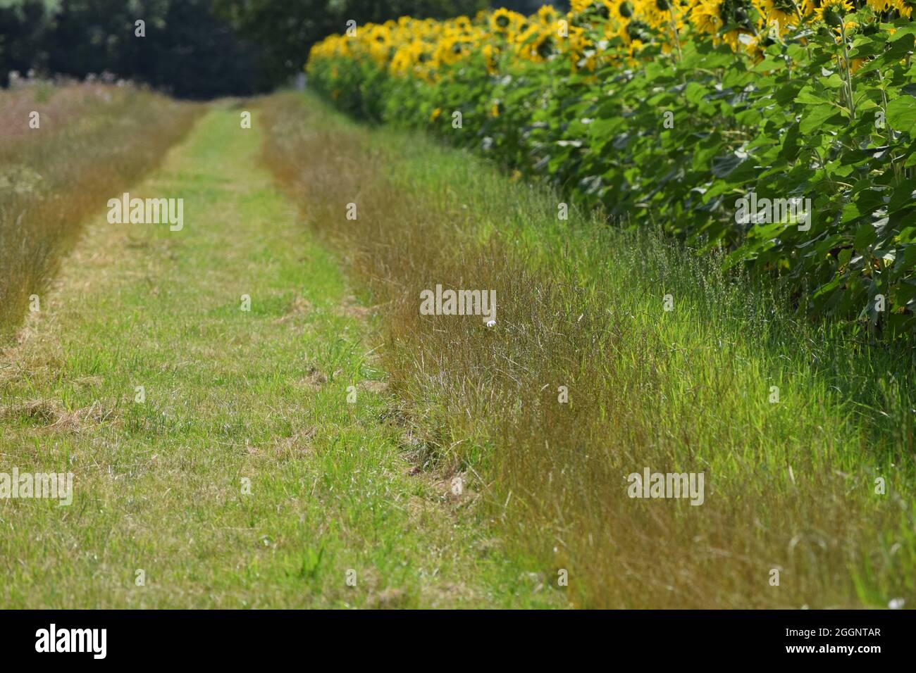Mowed section hi-res stock photography and images - Alamy