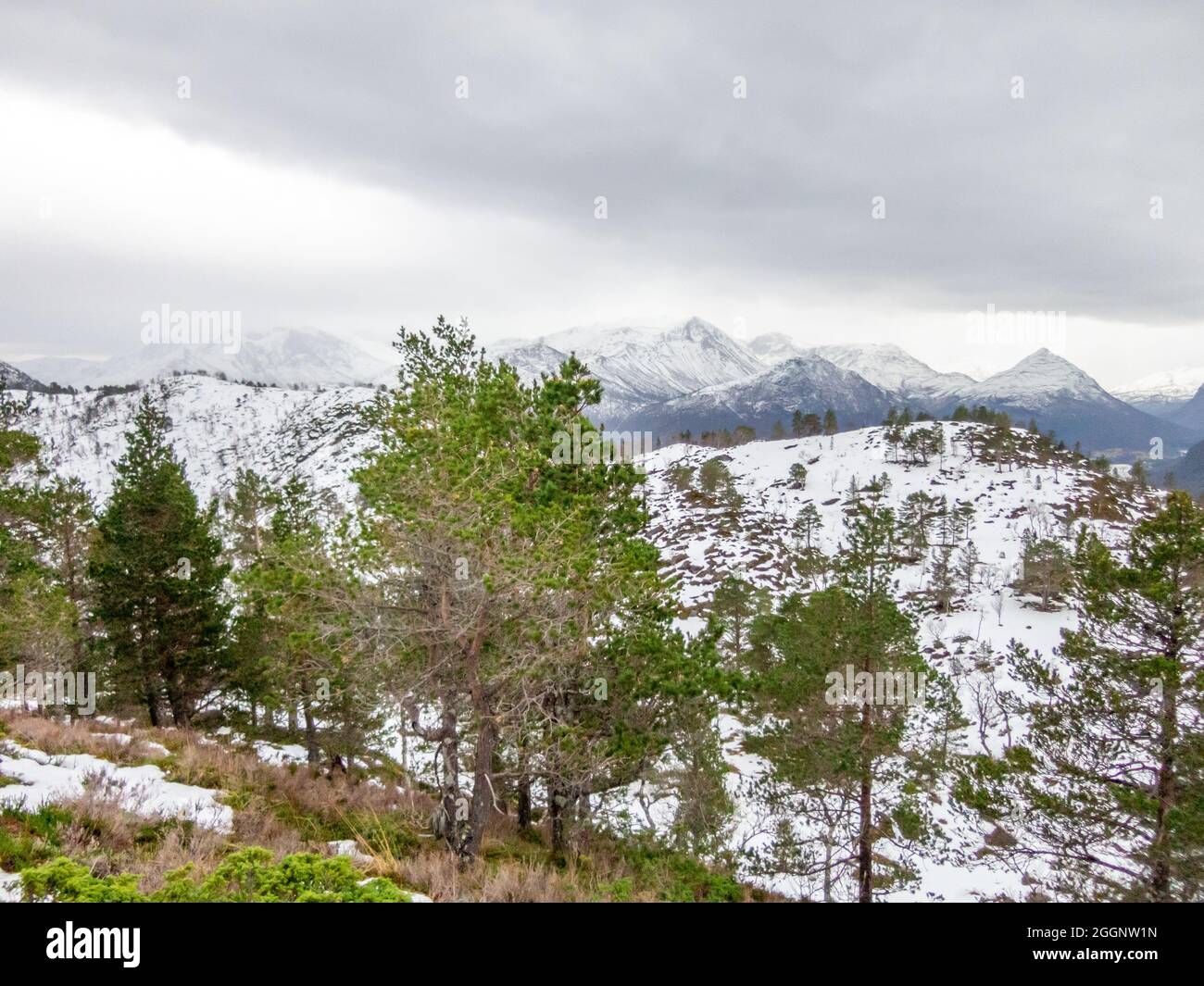 Rotsethornet hi-res stock photography and images - Alamy