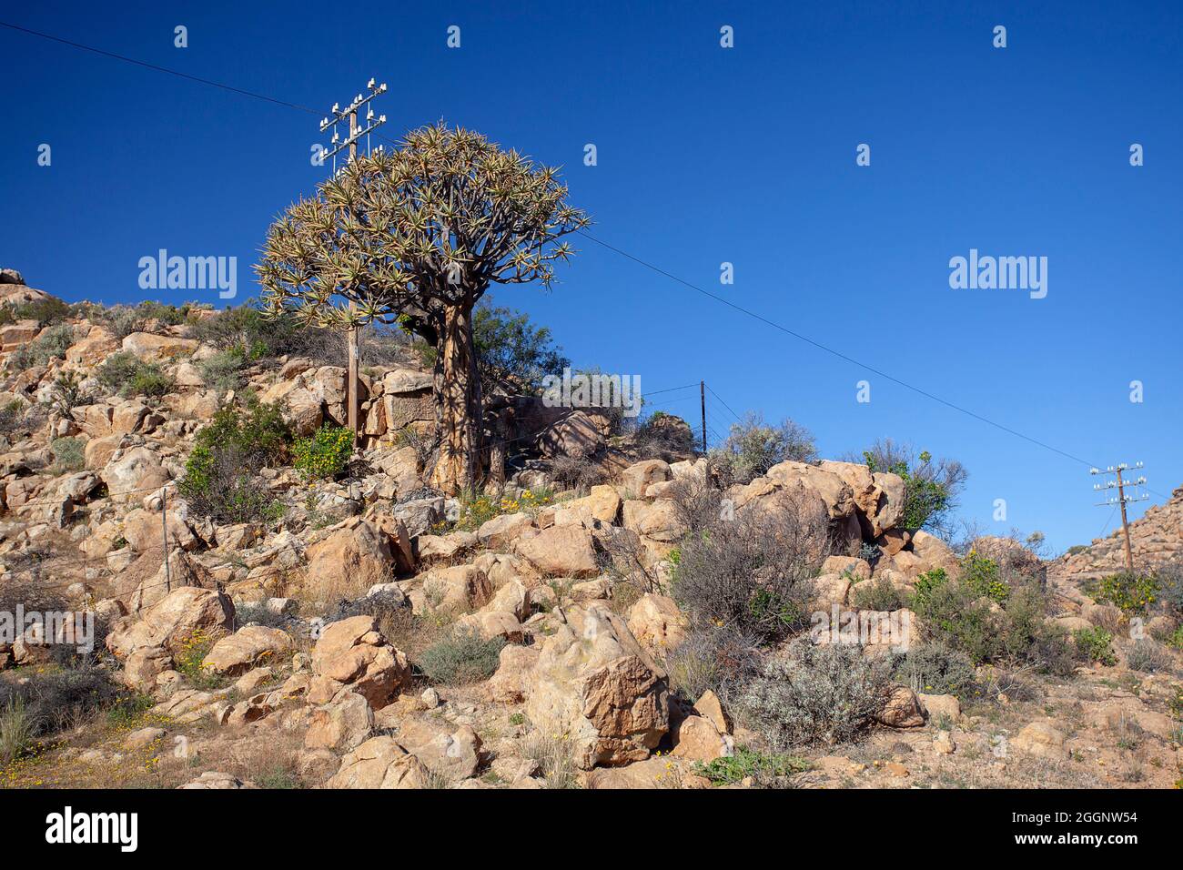 Quiver tree flower hi-res stock photography and images - Alamy