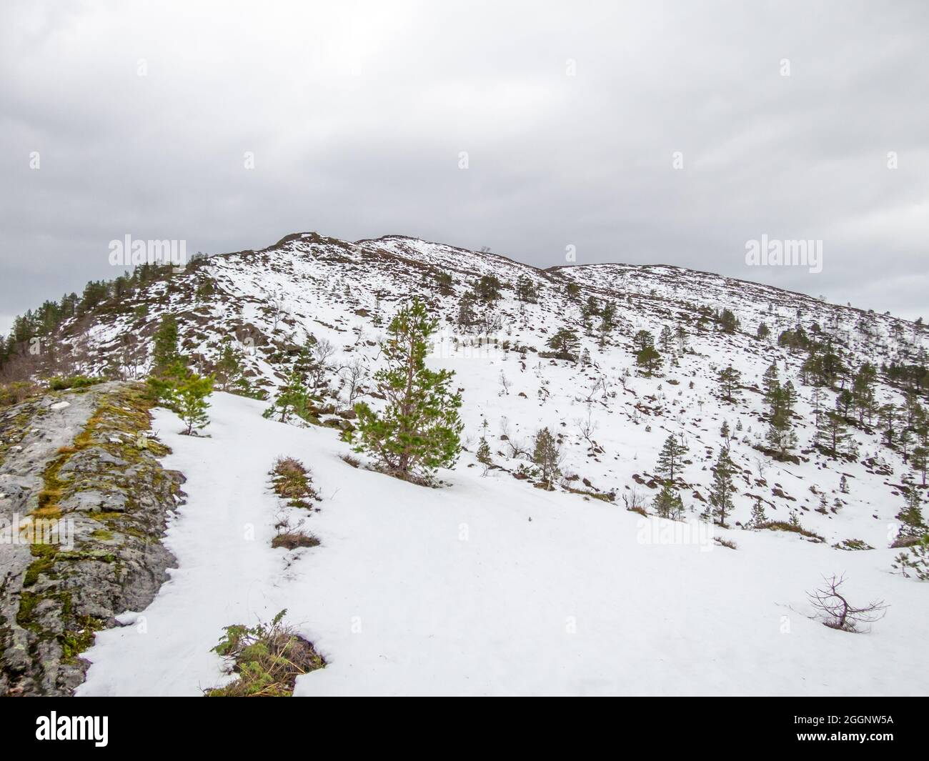 Rotsethornet hi-res stock photography and images - Alamy