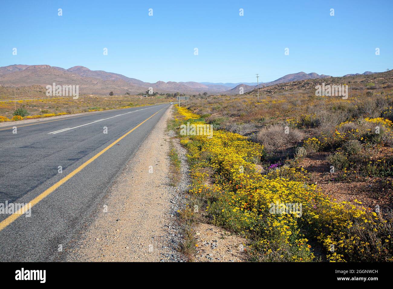 Spring Flowers Northern Cape Springbok High Resolution Stock ...