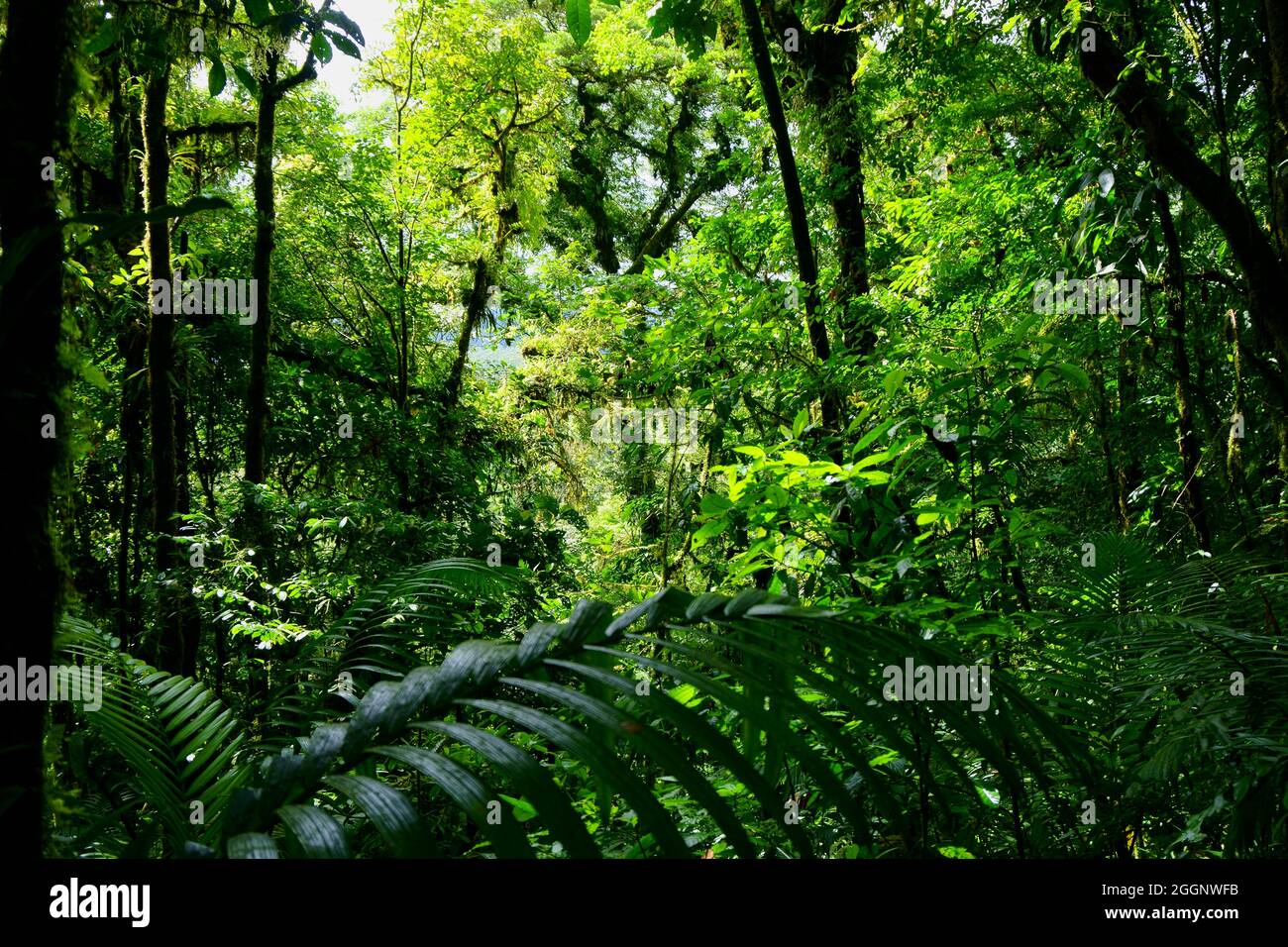 Monte verde costa rica hi-res stock photography and images - Alamy