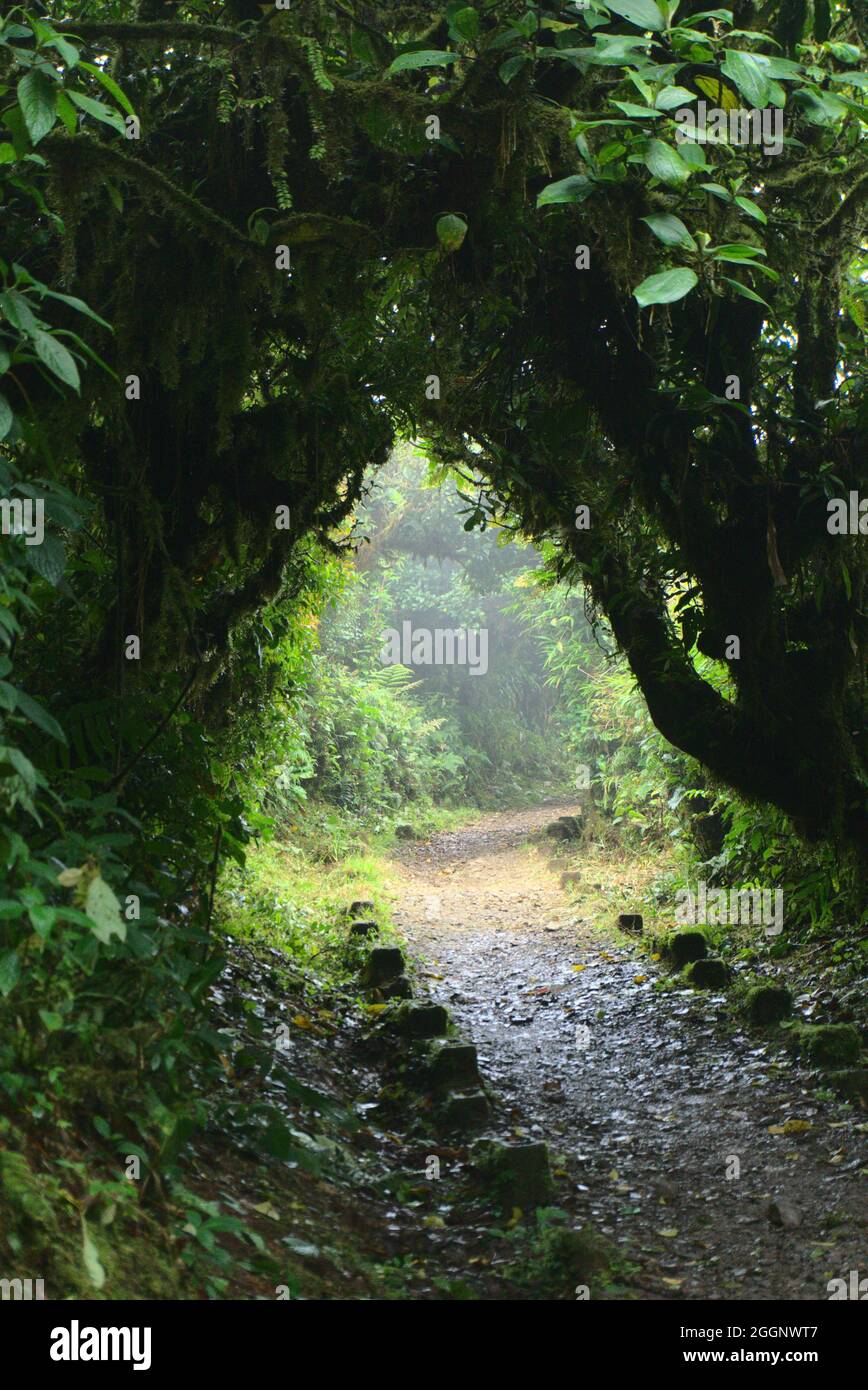 Costa rica landscape flora hi-res stock photography and images - Alamy