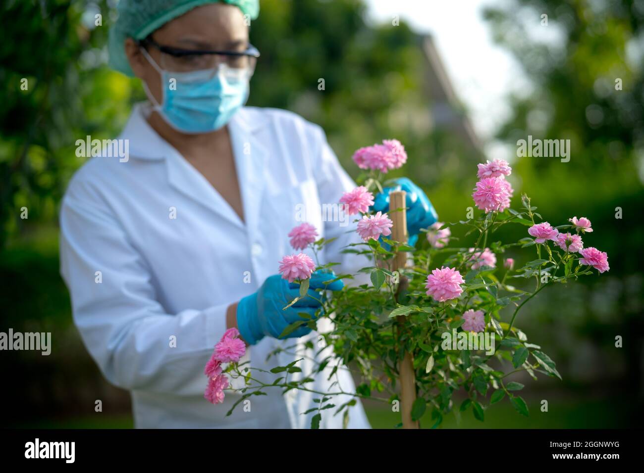 Scientists doctor checking health pink tree rose plant research for ...