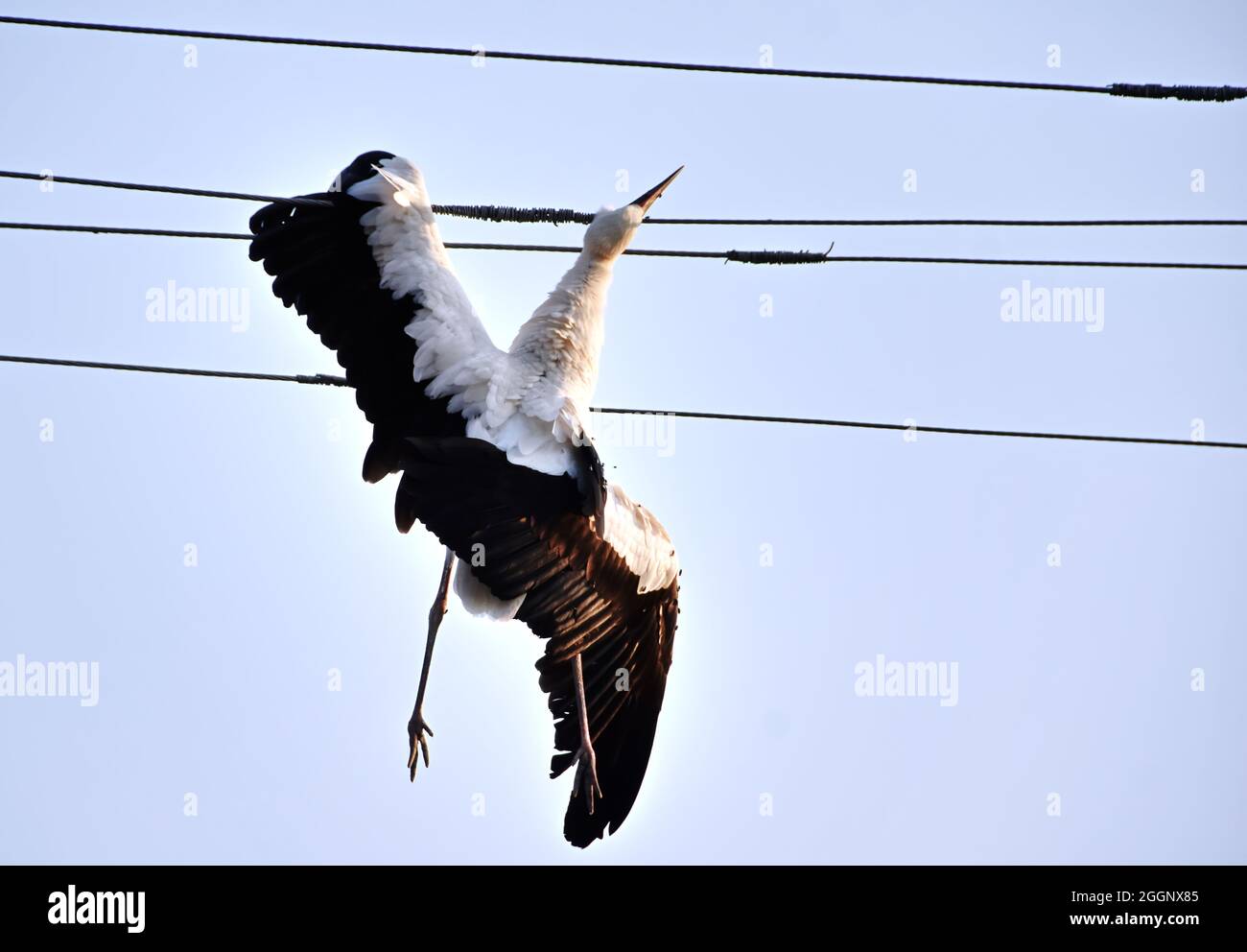 Shallow focus of a dead stork hanging from electric cables Stock Photo ...