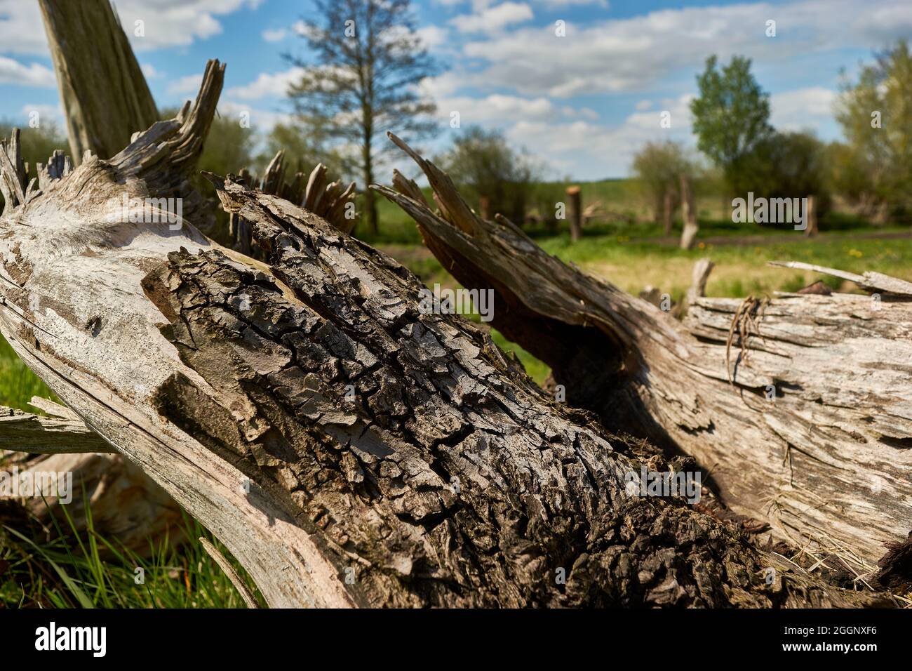 Closeup of a broken tree stem in a field Stock Photo - Alamy