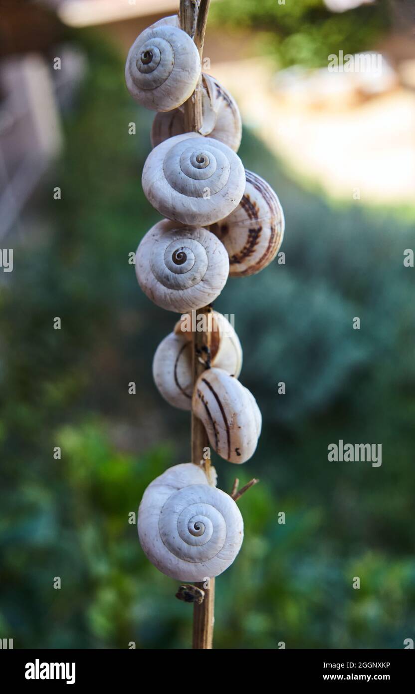 Snail shells on a thin stalk in summer in Greece Stock Photo - Alamy