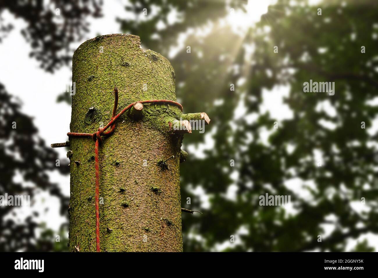 Felled spruce tree. Cutting down of tree, logging. Isolated tree trunk ...