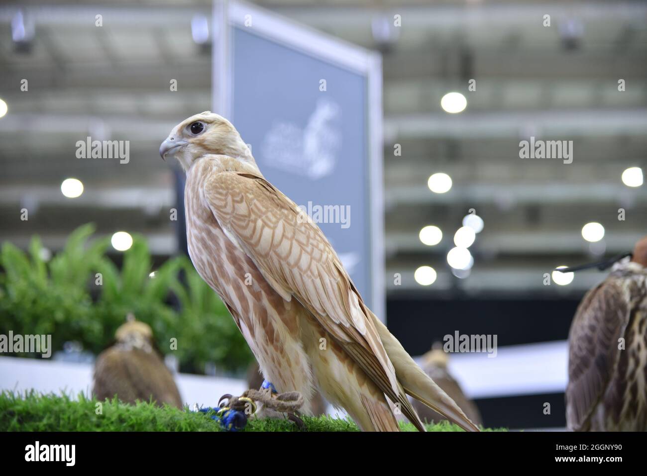 Riyadh. 1st Sep, 2021. Photo taken on Sept. 1, 2021 shows a falcon up ...