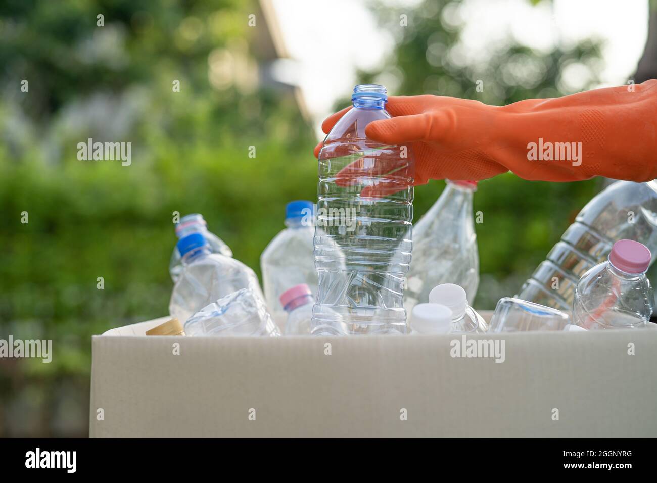 Asian woman volunteer carry water plastic bottles into garbage box ...