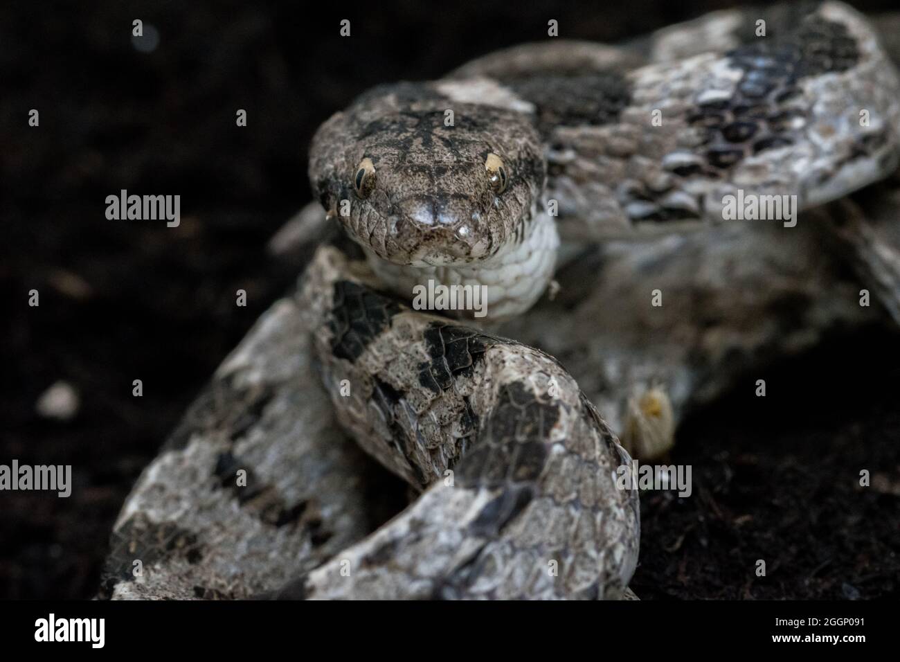 A European Cat Snake, or Soosan Snake, Telescopus fallax, curled up and ...