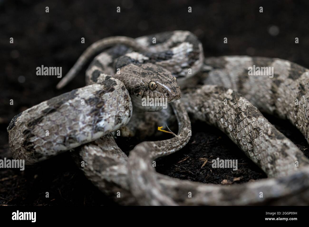 A European Cat Snake, or Soosan Snake, Telescopus fallax, curled up and ...