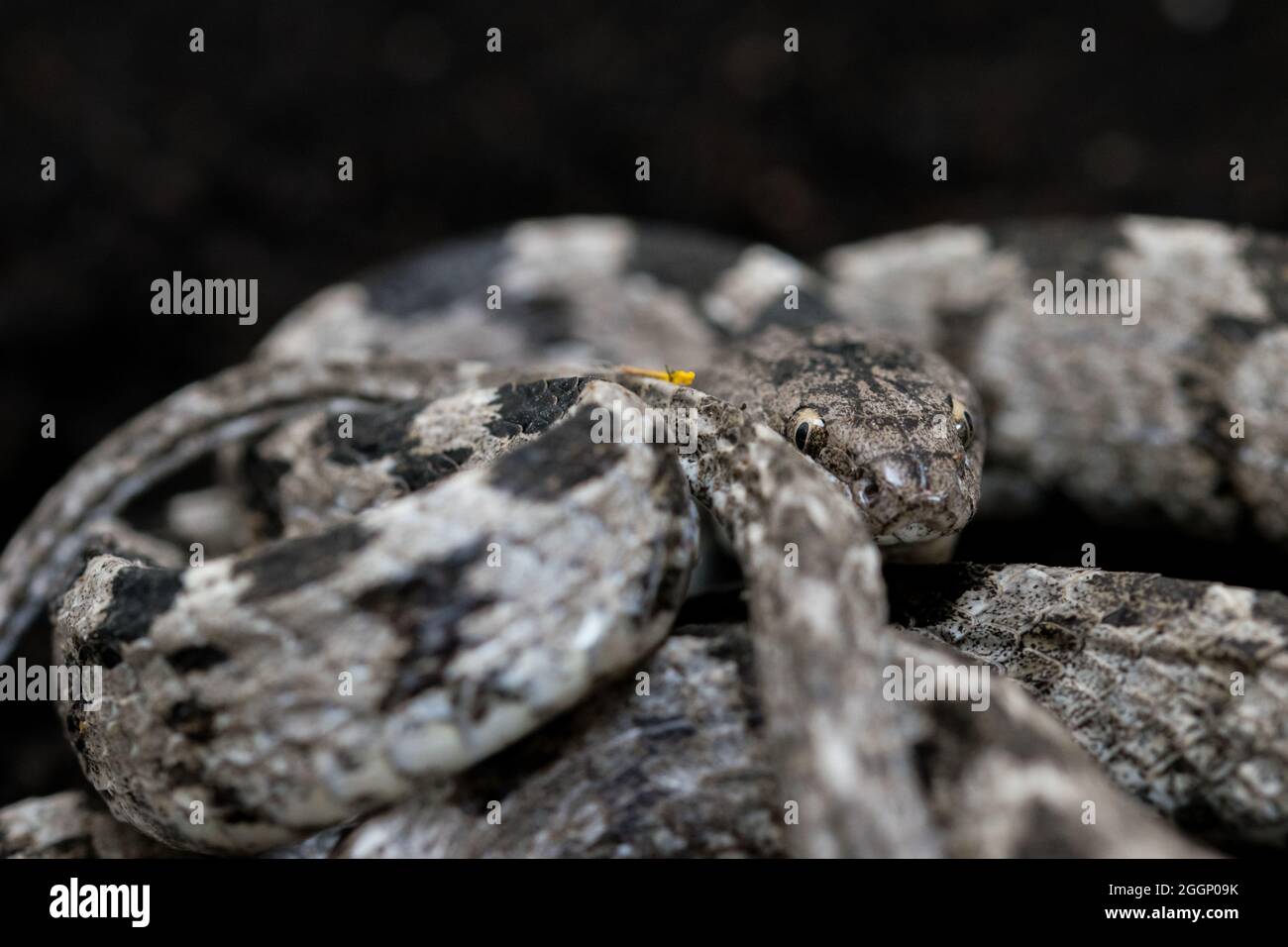 A European Cat Snake, or Soosan Snake, Telescopus fallax, curled up and ...