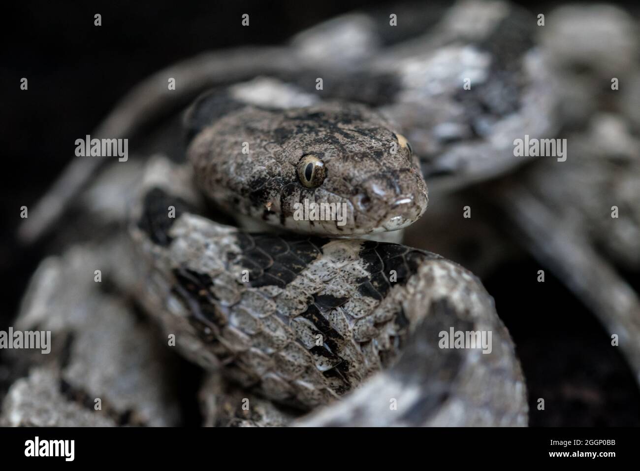 A European Cat Snake, or Soosan Snake, Telescopus fallax, curled up and ...