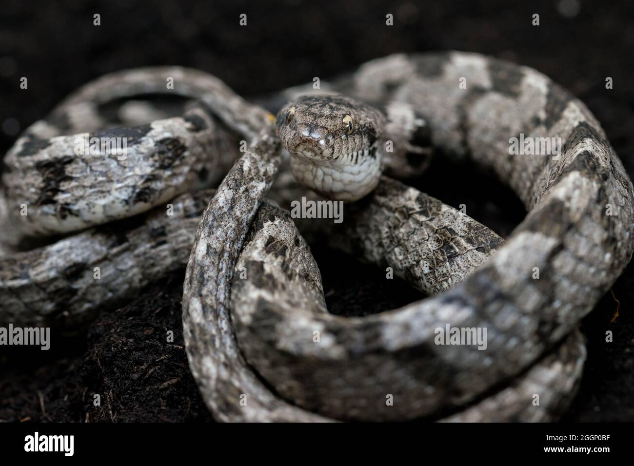A European Cat Snake, or Soosan Snake, Telescopus fallax, curled up and ...