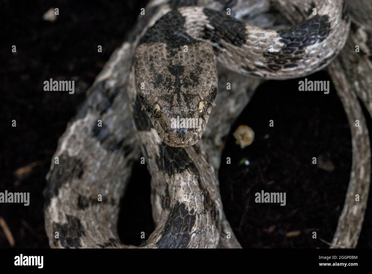 A European Cat Snake, or Soosan Snake, Telescopus fallax, curled up and ...