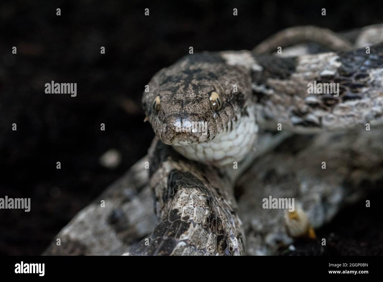 A European Cat Snake, or Soosan Snake, Telescopus fallax, curled up and ...