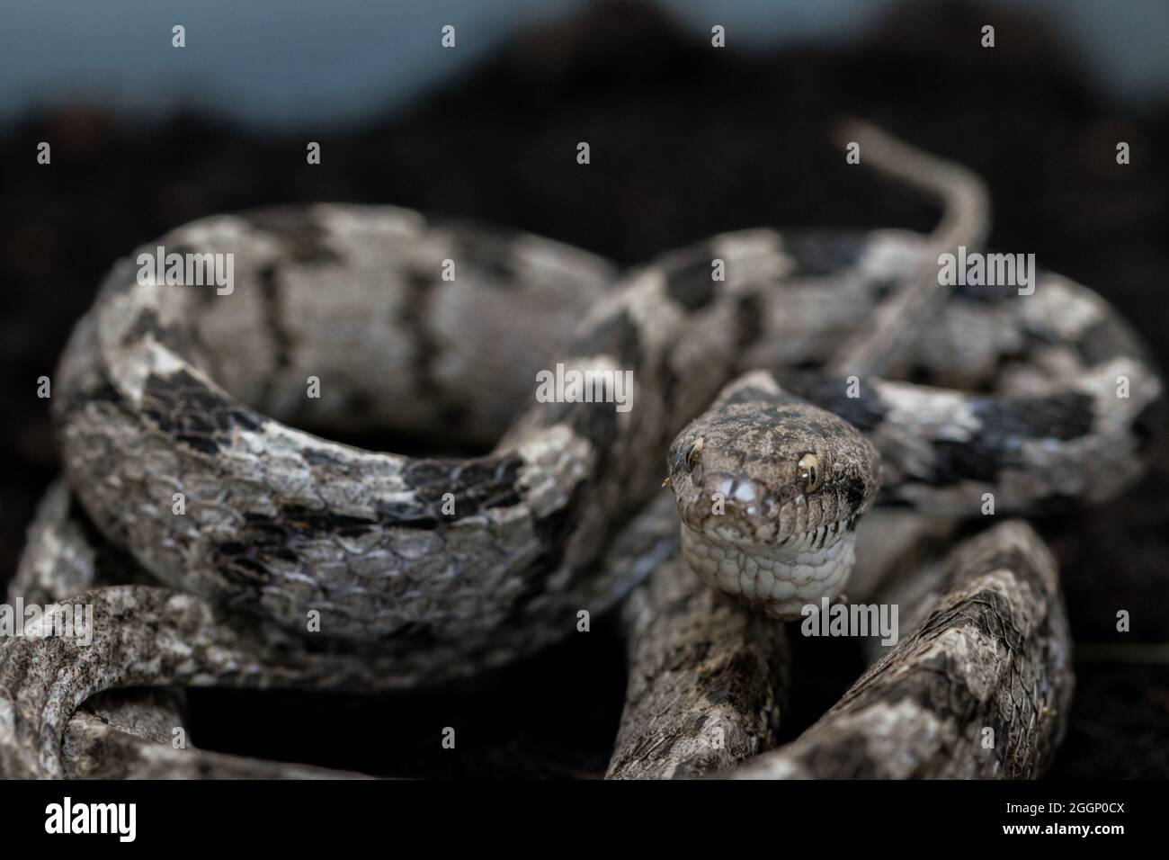 A European Cat Snake, or Soosan Snake, Telescopus fallax, curled up and ...