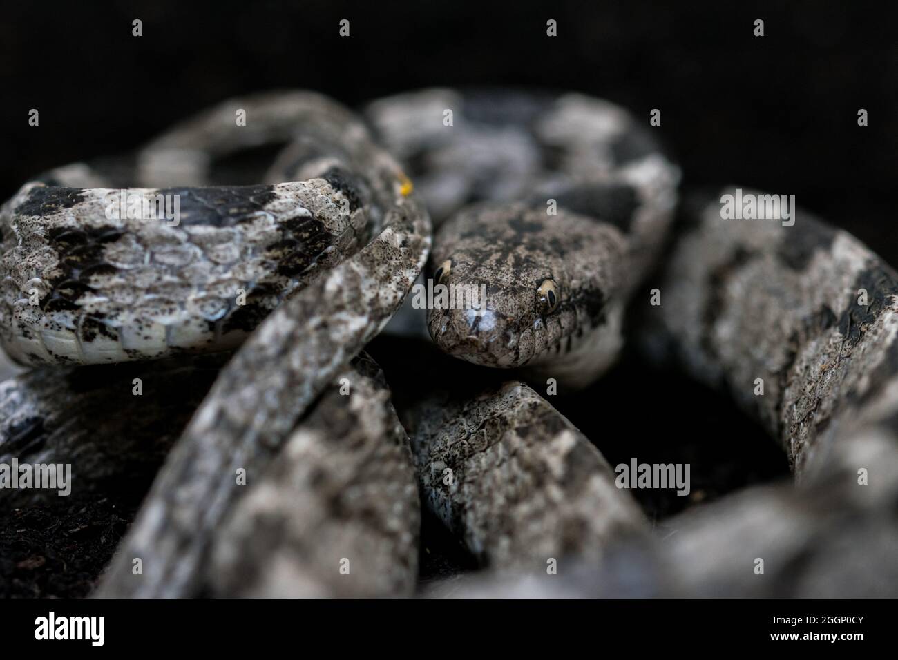 Grey cat snake hi-res stock photography and images - Alamy