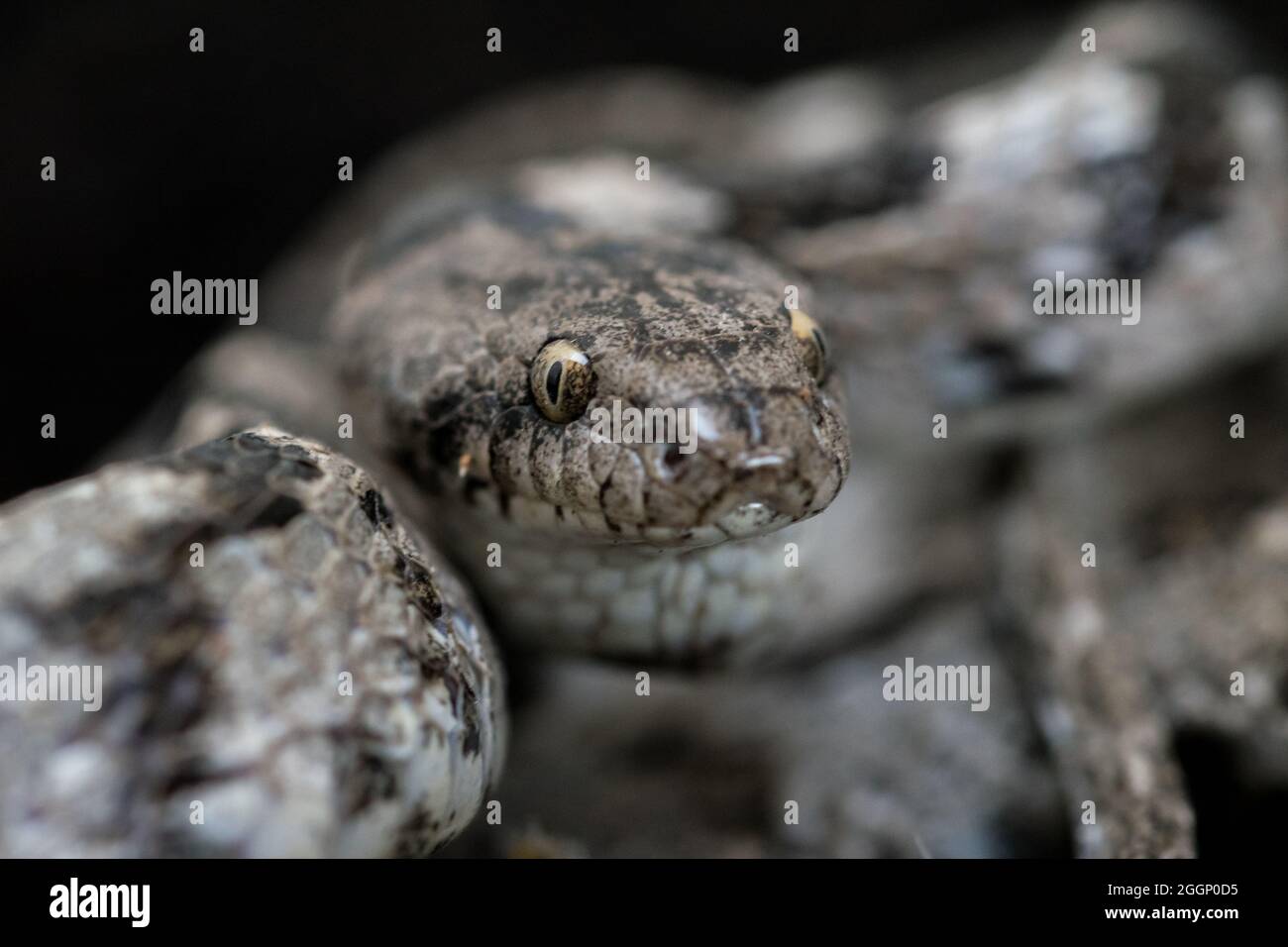 A European Cat Snake, or Soosan Snake, Telescopus fallax, curled up and ...