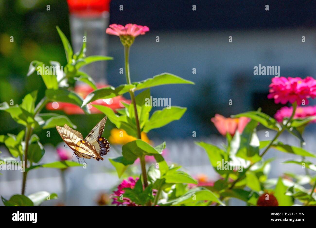 Butterfly flight pattern hi-res stock photography and images - Alamy