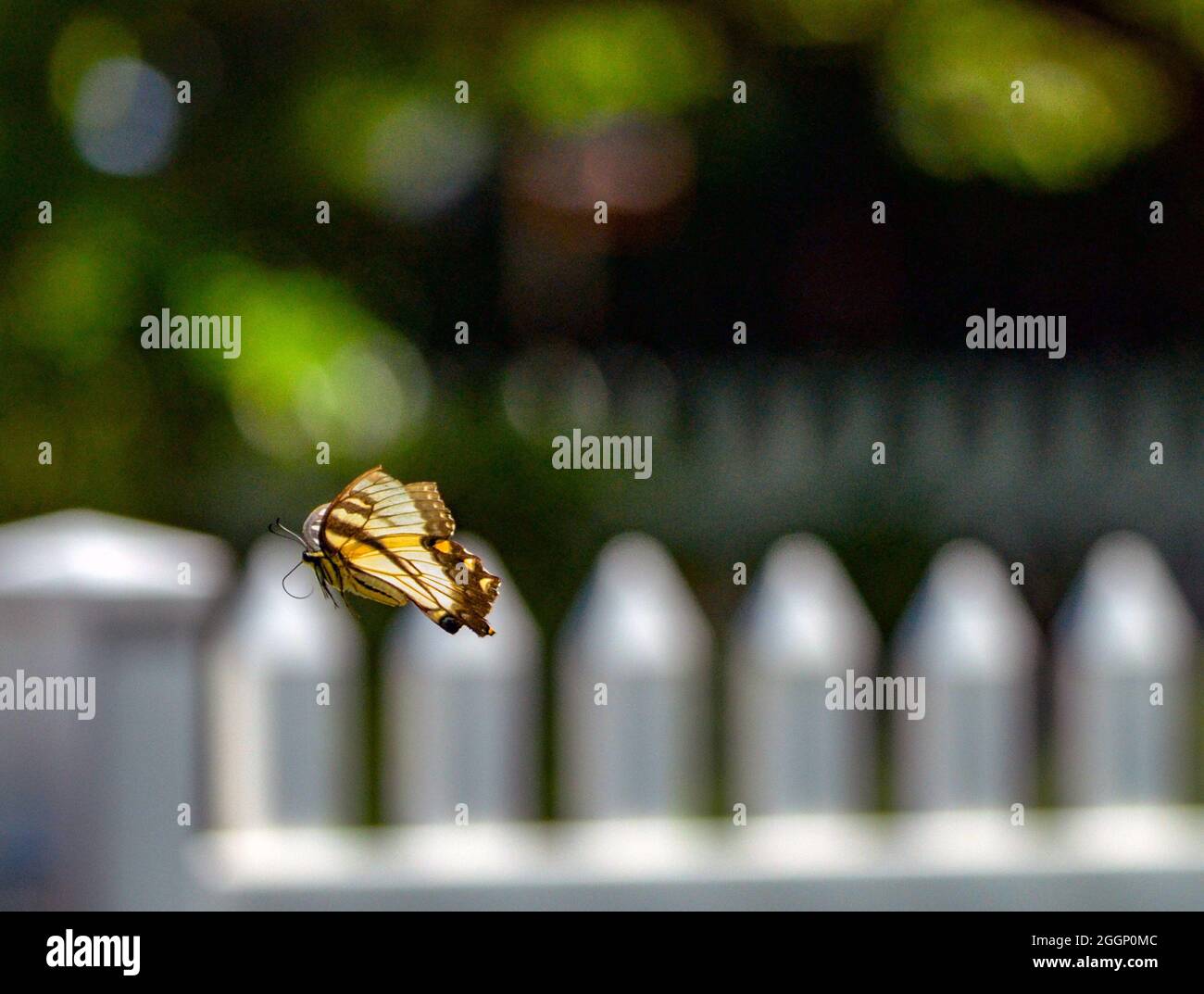 Butterfly in Flight Stock Photo - Alamy