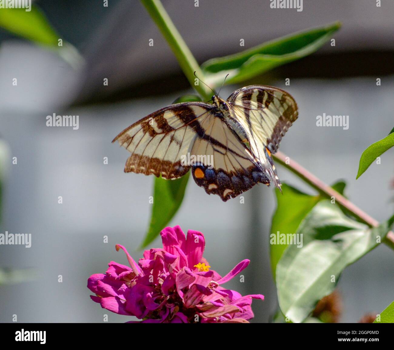 Butterfly in Flight Stock Photo - Alamy