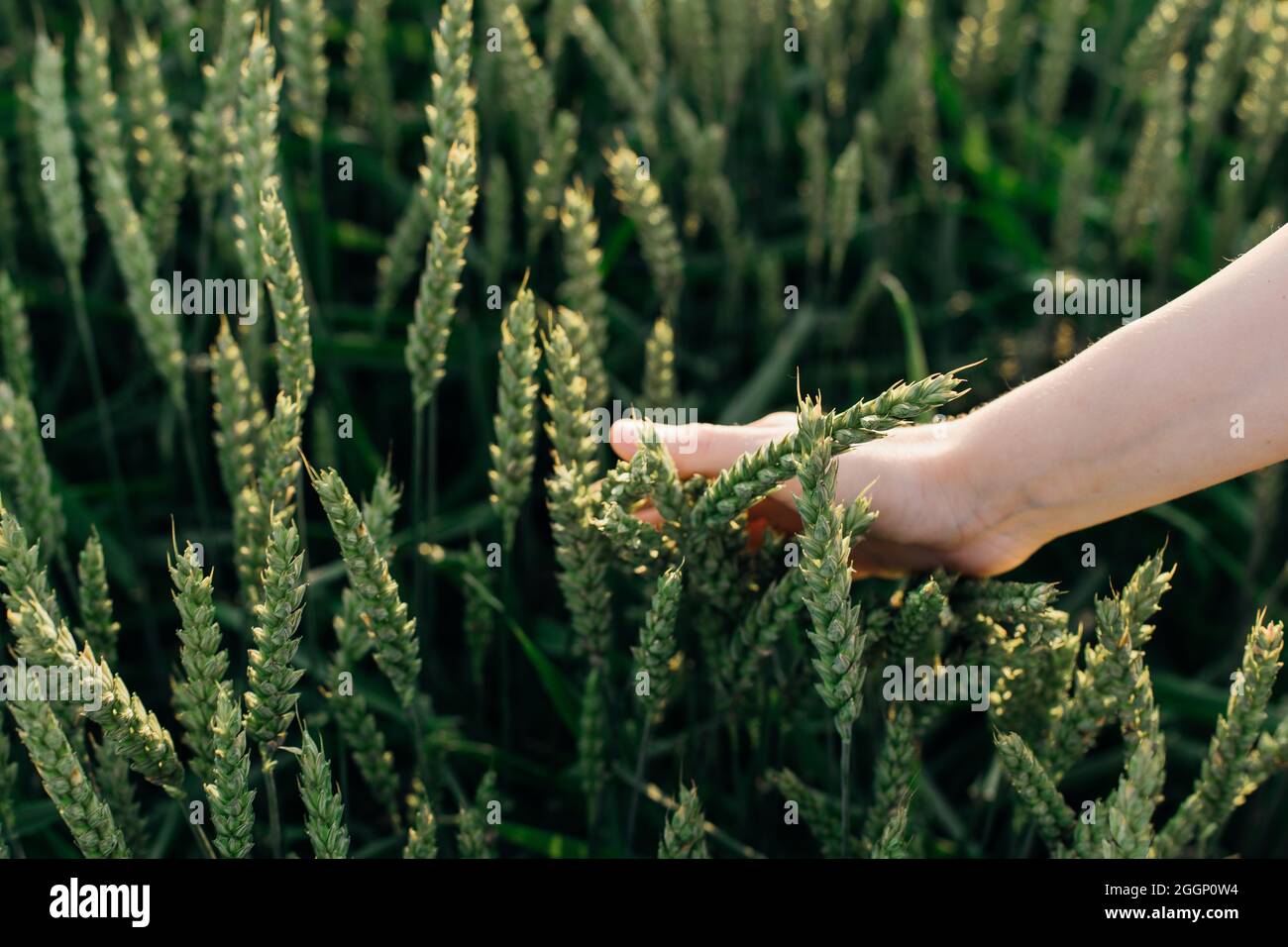 Hand sorting wheat hi-res stock photography and images - Alamy