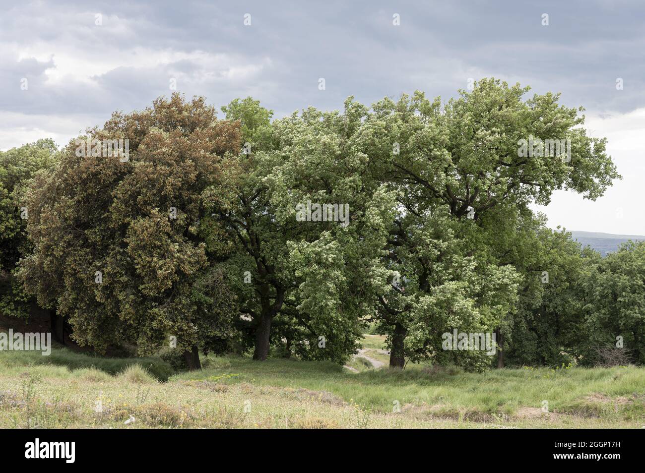 Closeup three large trees hi-res stock photography and images - Alamy