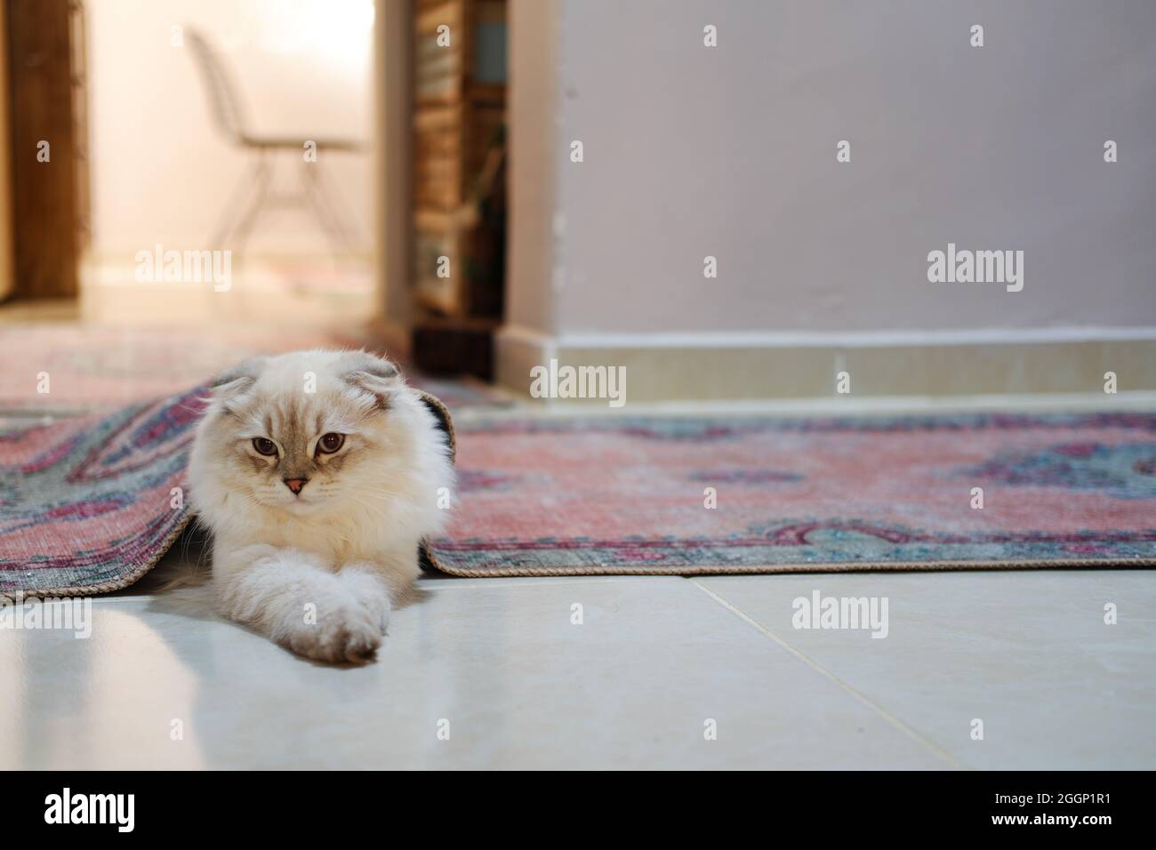 White Furry Irish Fold Cat Under Carpet Stock Photo - Alamy