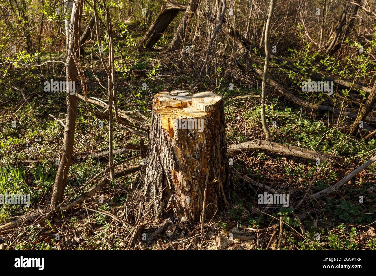 Rotten tree stump in the spring forest. The old tree has been cut down ...
