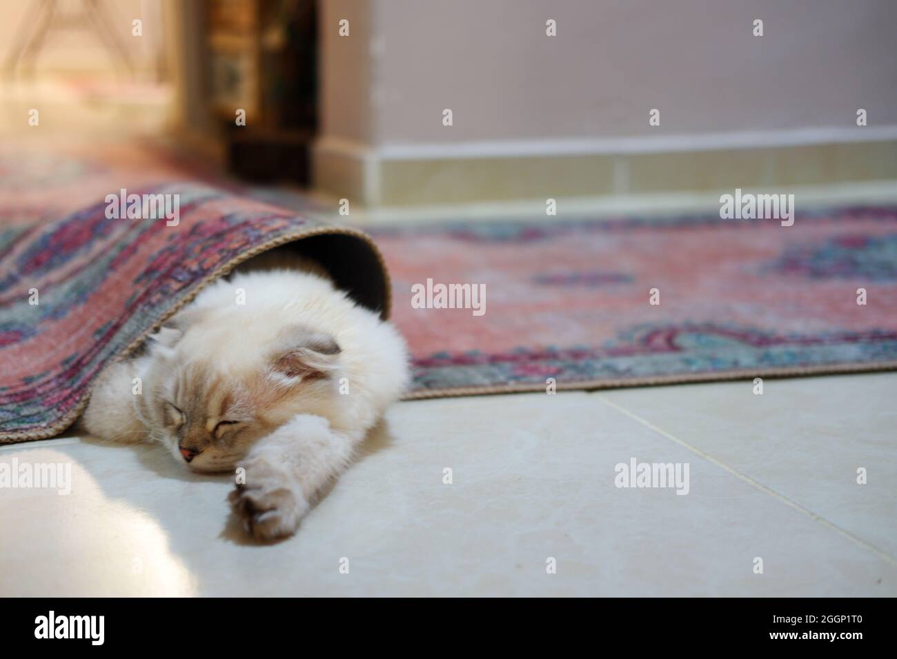White Furry Irish Fold Cat Under Carpet Stock Photo - Alamy