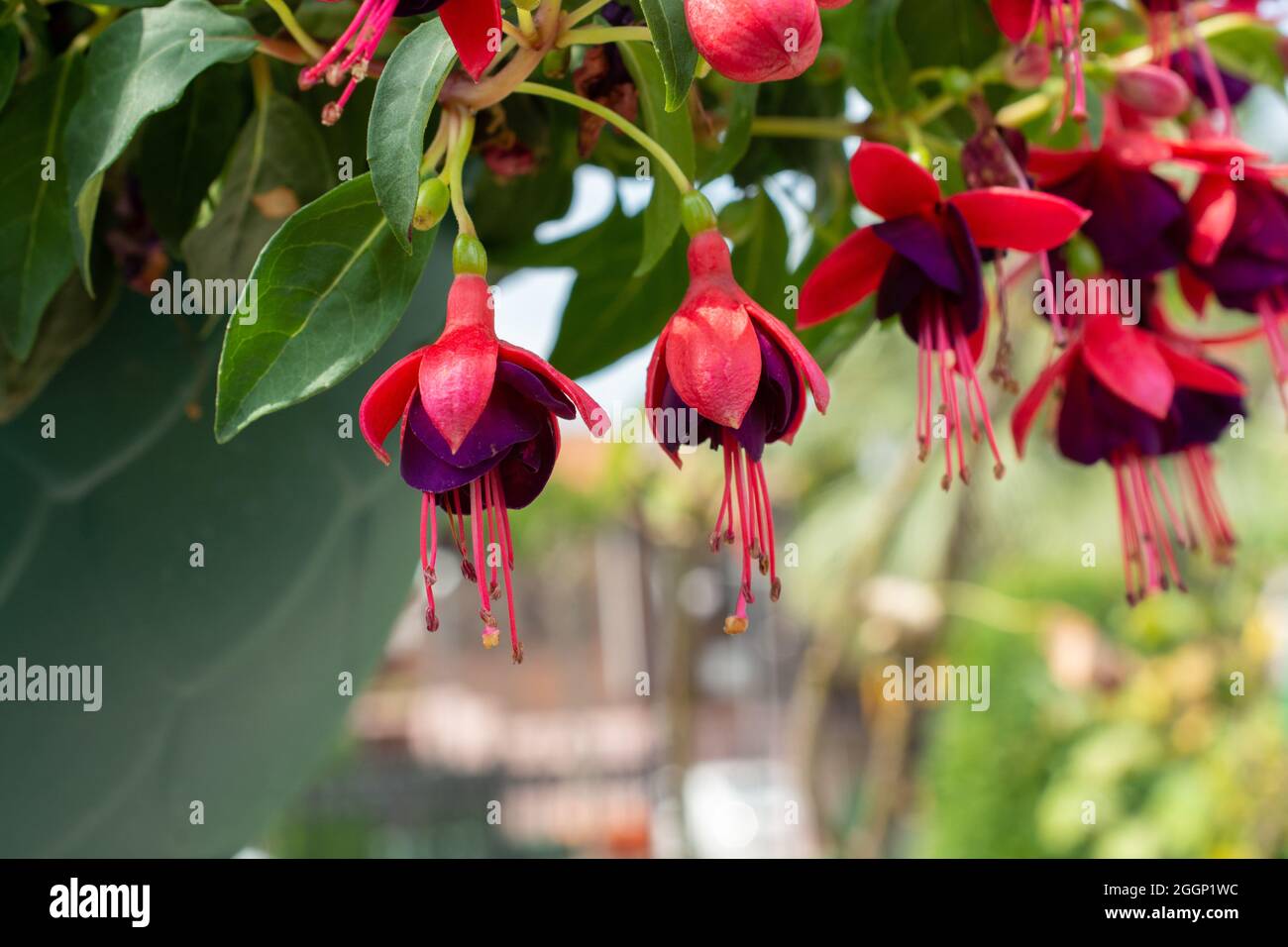 Closeup shot of bright pink fuchsia flowers in the garden Stock Photo ...