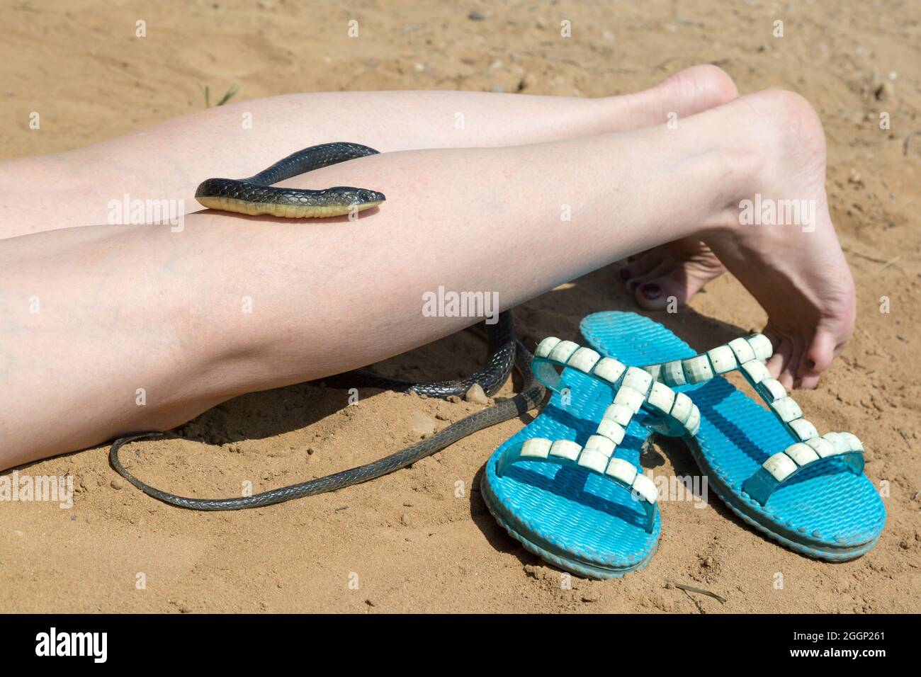 A poisonous snake on a city beach on leg of a sleeping woman Stock ...