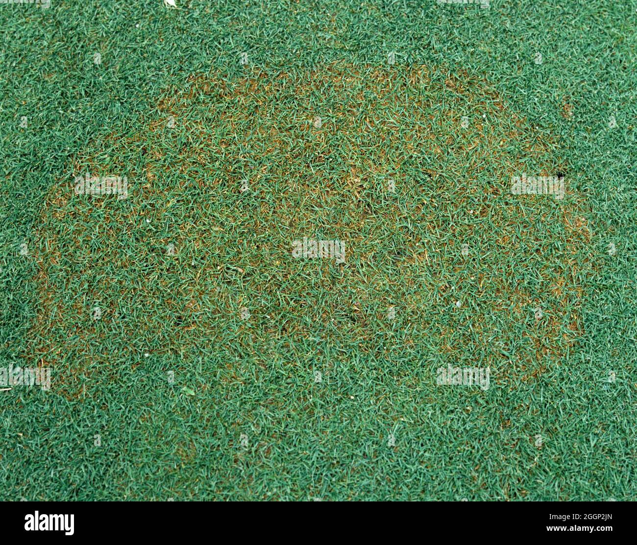 Rhizoctonia solani High Resolution Stock Photography and Images - Alamy