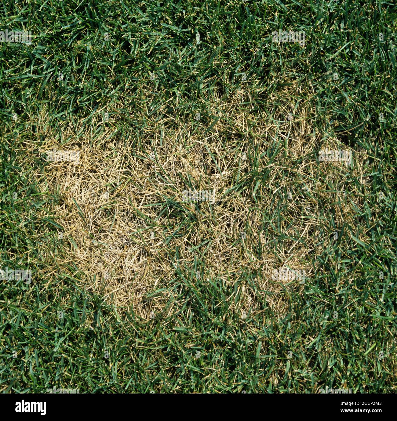 Summer patch (Magnaporthe poae) light patch of diseased turfgrass ...