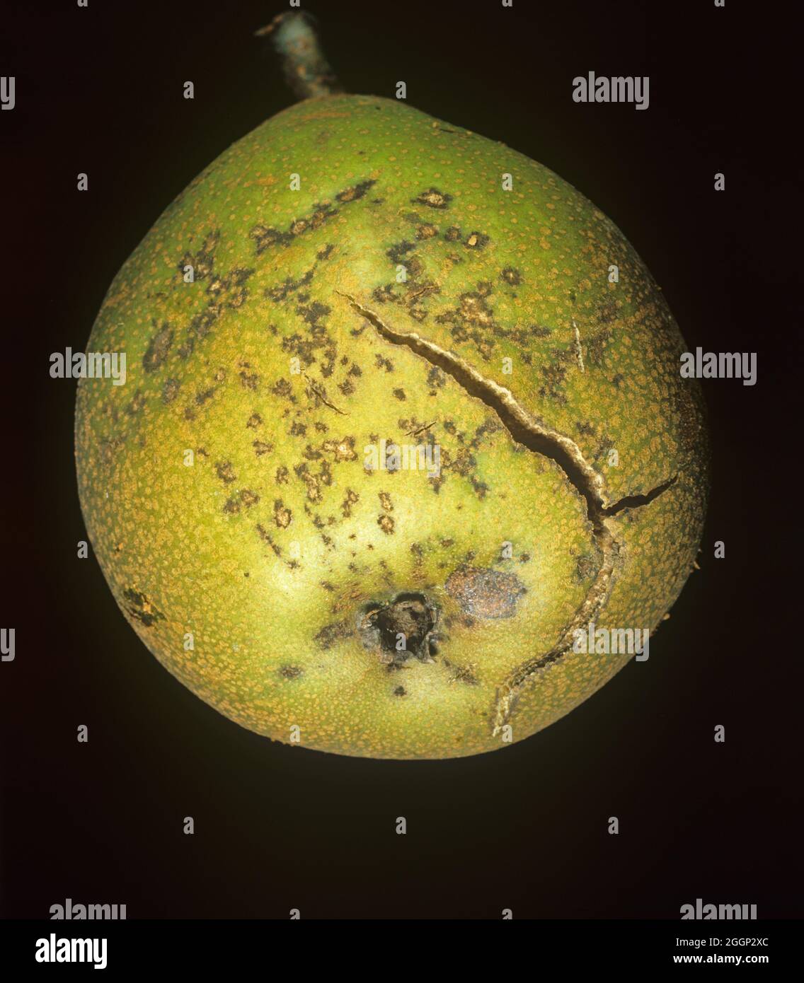 Pear Scab High Resolution Stock Photography and Images - Alamy