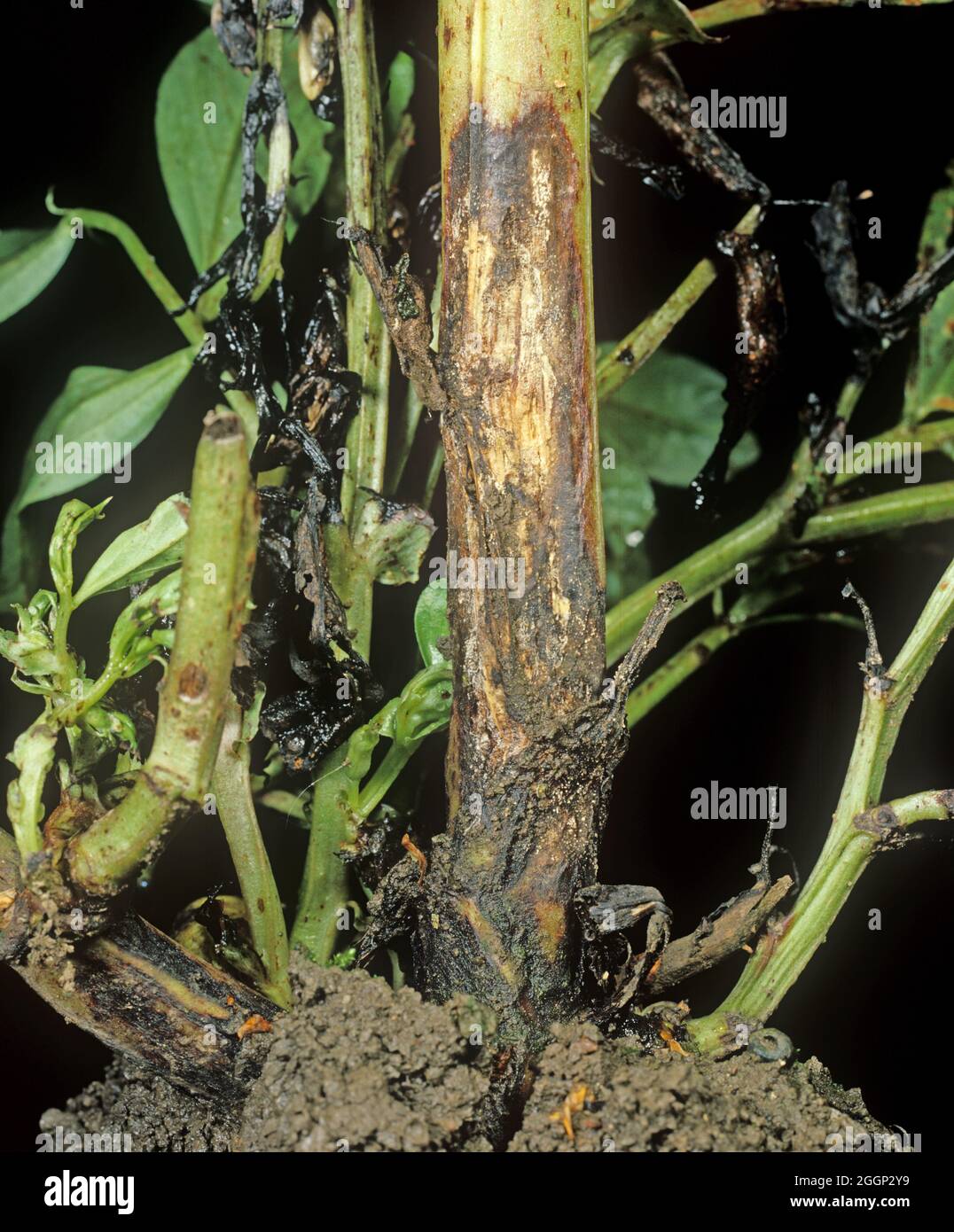 Symptoms of foot rot (Fusarium solani f.sp. viciae) on field bean stem ...
