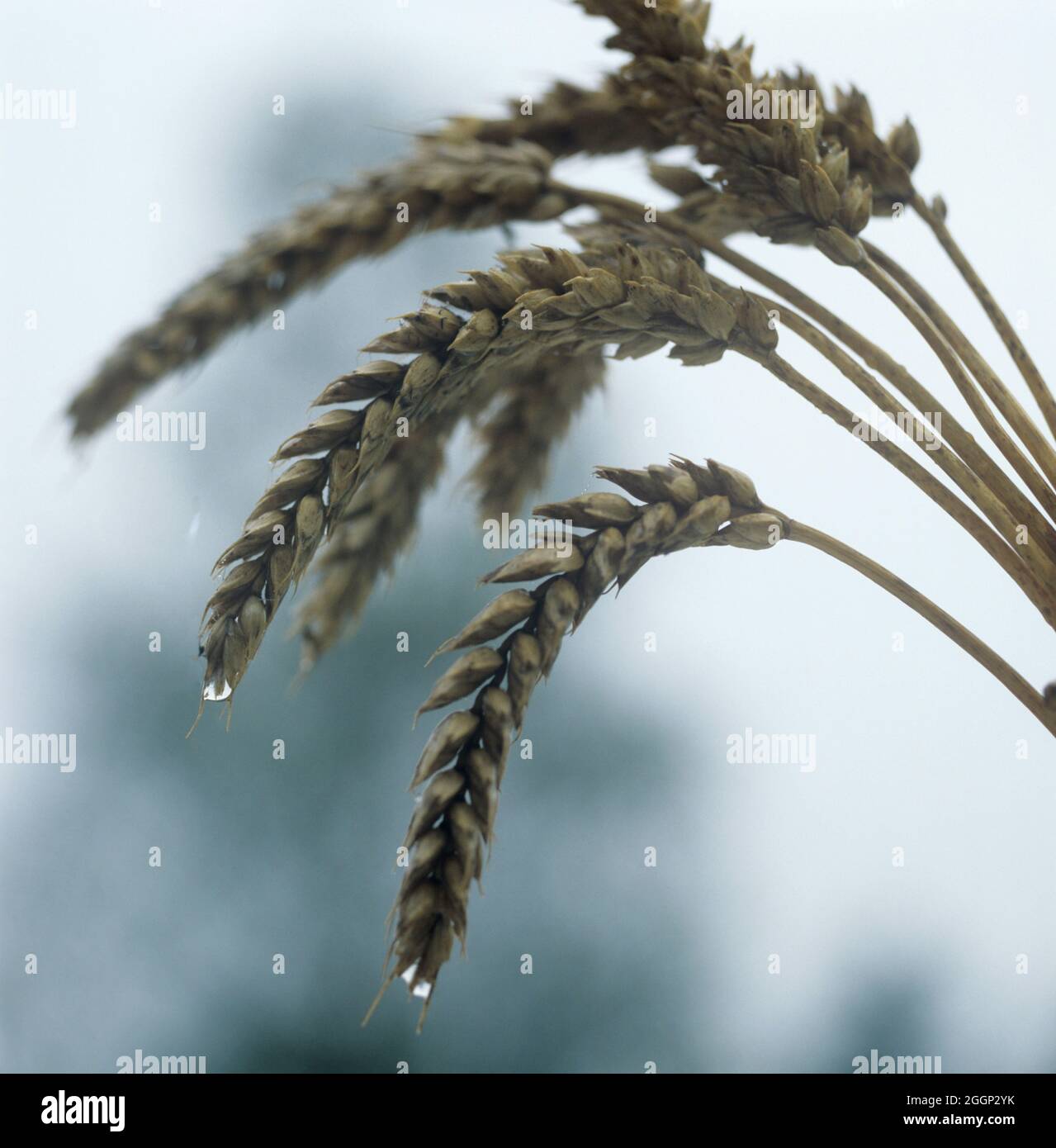Raining on wheat hi-res stock photography and images - Alamy