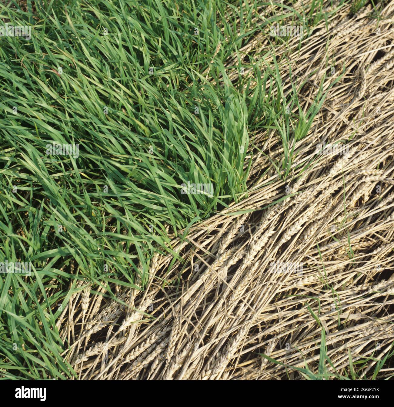 Delayed growth hi-res stock photography and images - Alamy