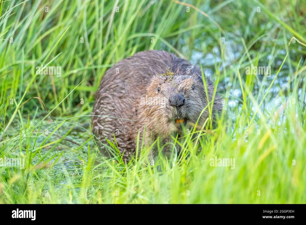 Beaver (Castor fiber) eating vegetation near Blairgowrie, Scotland ...