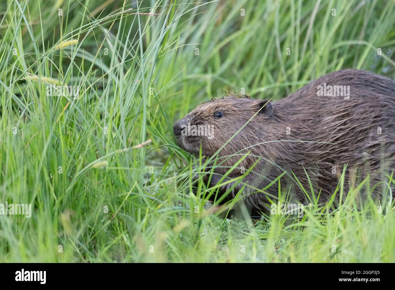 Beaver (Castor fiber) eating vegetation near Blairgowrie, Scotland ...