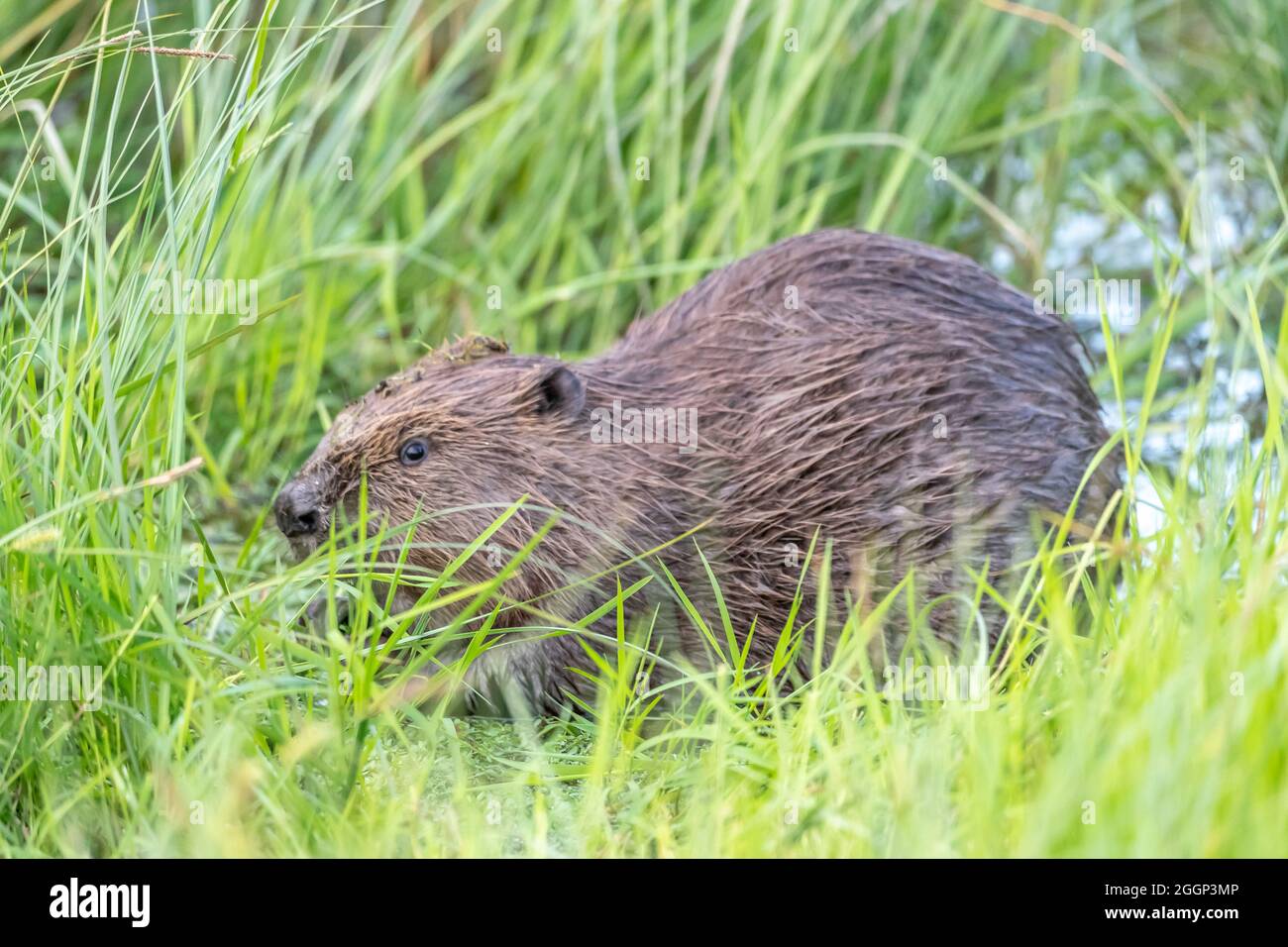 Beaver (Castor fiber) eating vegetation near Blairgowrie, Scotland ...