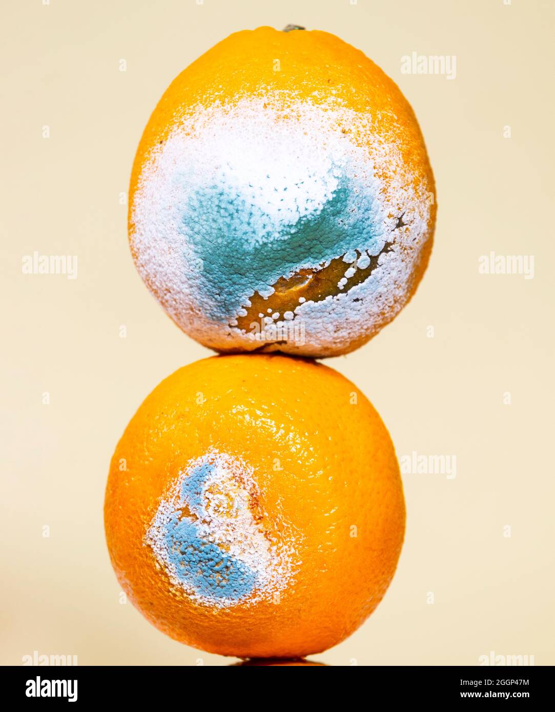 Rotten Moldy Orange. A photo of the growing mold. Spoiled fruit. Meal ...