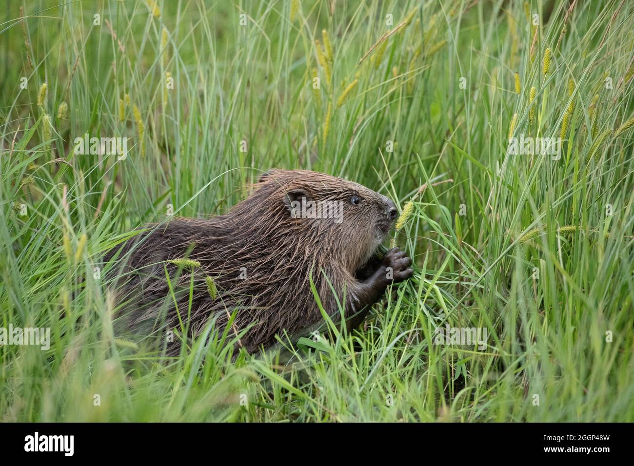 Beaver (Castor fiber) eating vegetation near Blairgowrie, Scotland ...
