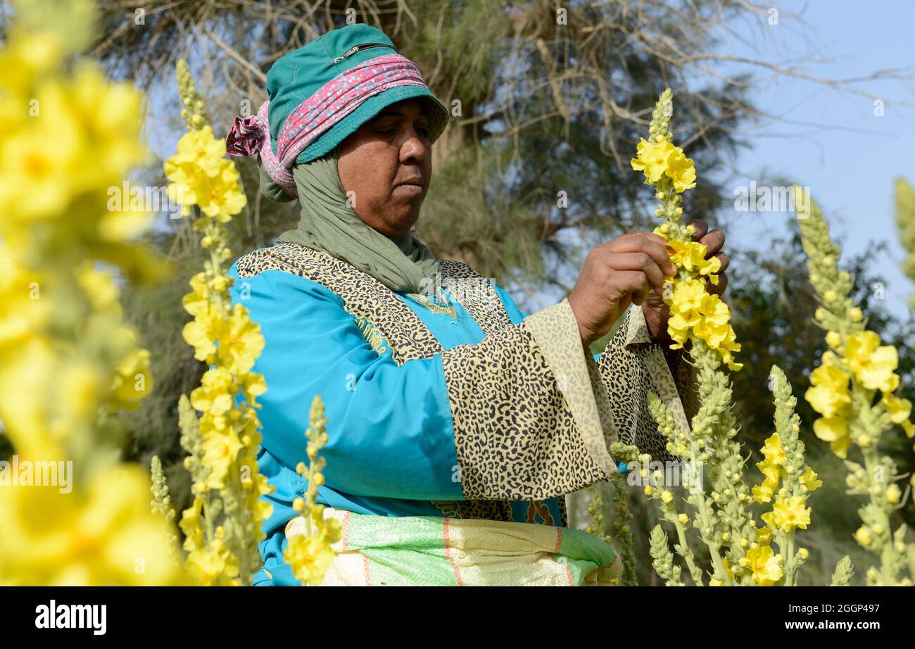 EGYPT, Bilbeis, Sekem organic farm, desert farming, harvest of flowers ...
