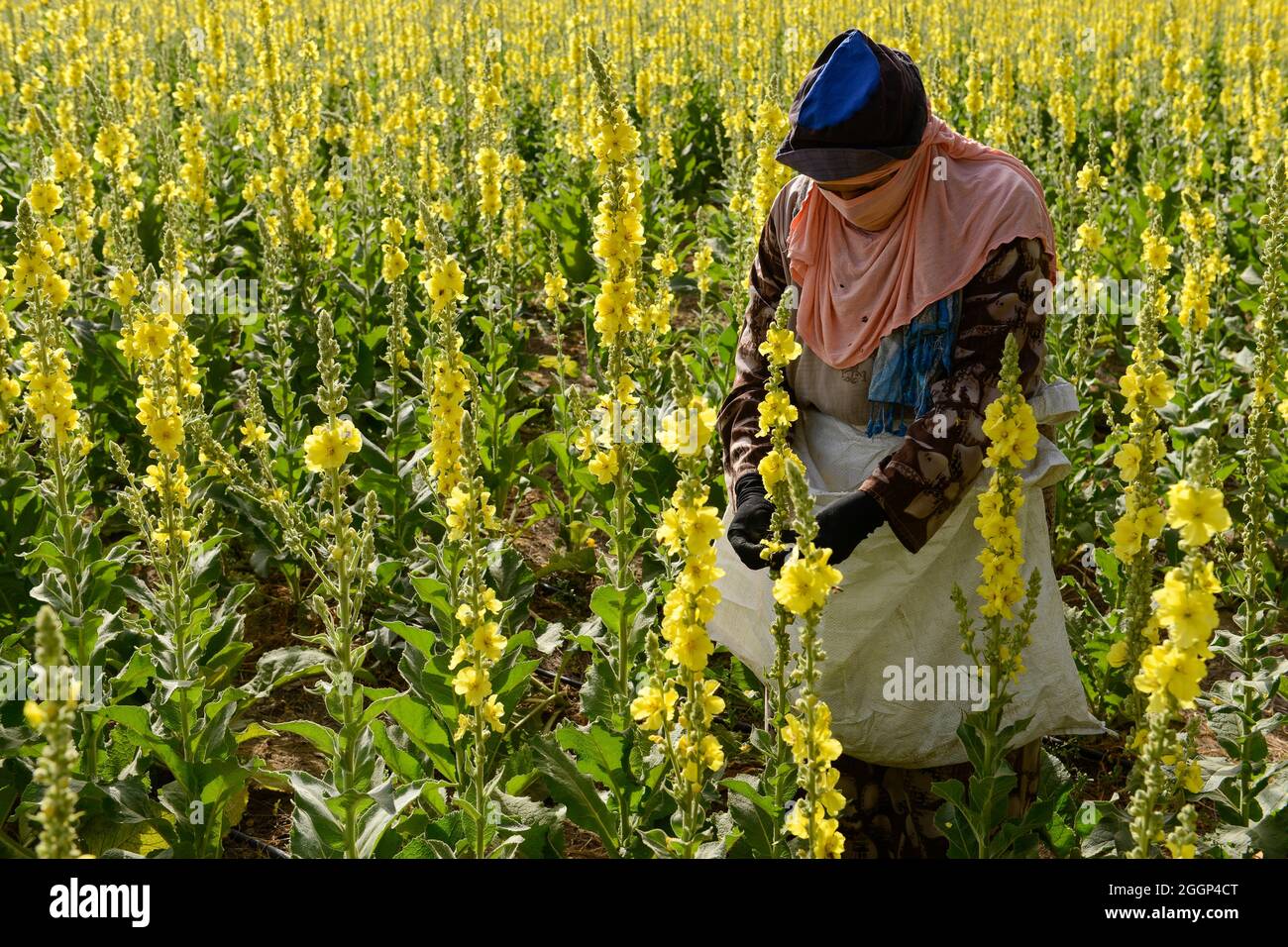 Frau in der wüste hi-res stock photography and images - Alamy
