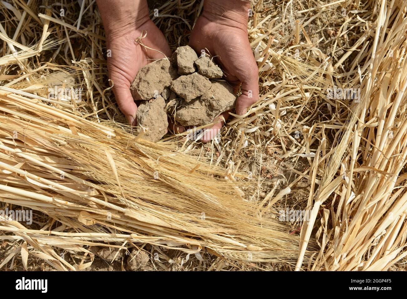 EGYPT, Bilbeis, Sekem organic farm, desert farming, soil improvement ...